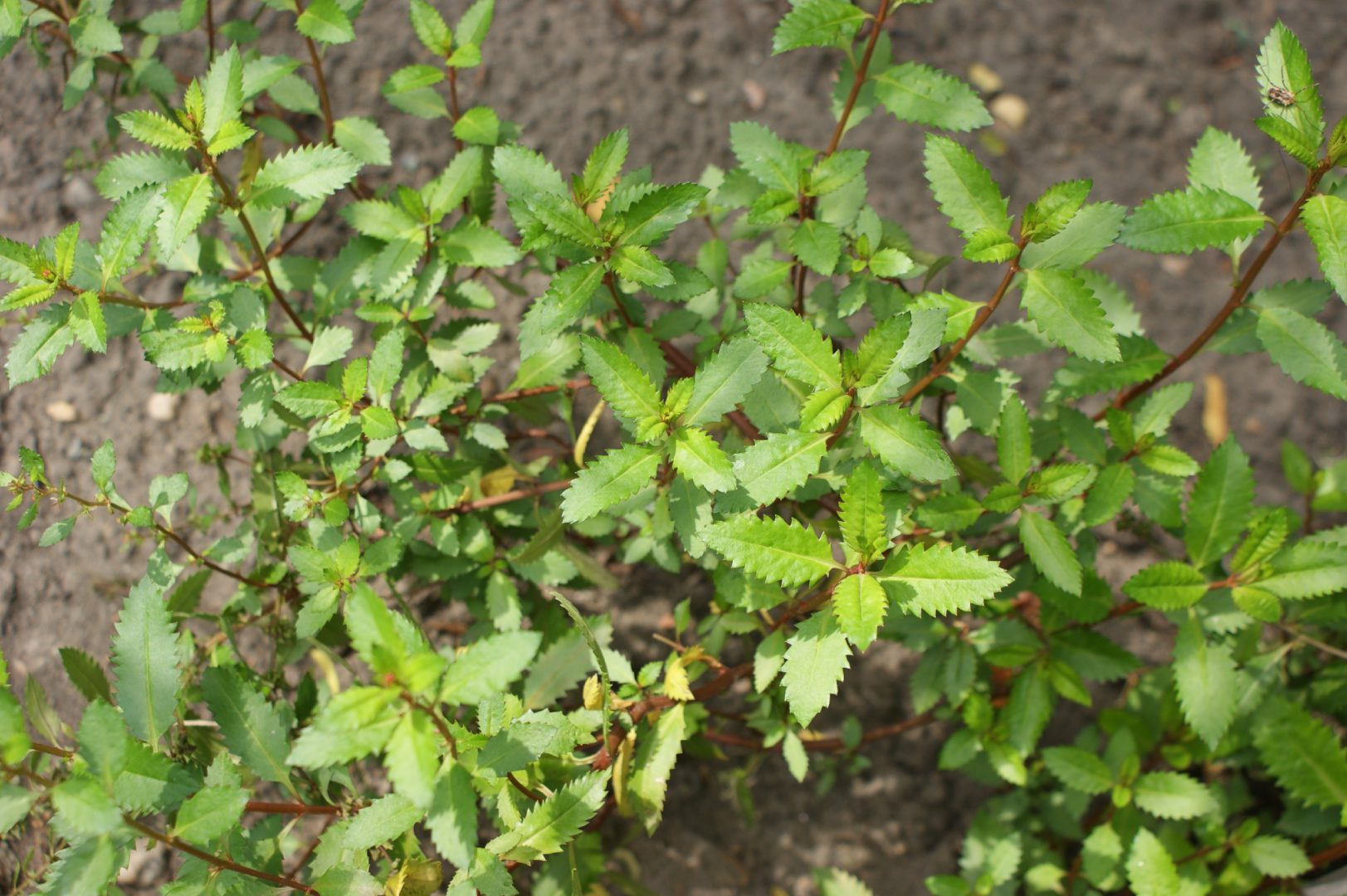 Haloragis erecta | Puya