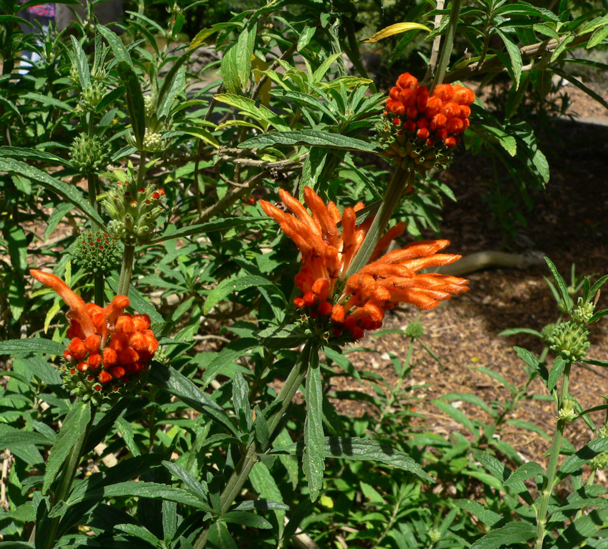 Leonotis leonorus | Puya