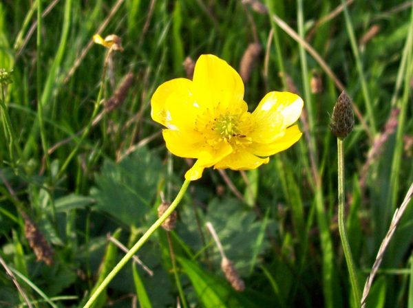 Meadow buttercup | Puya