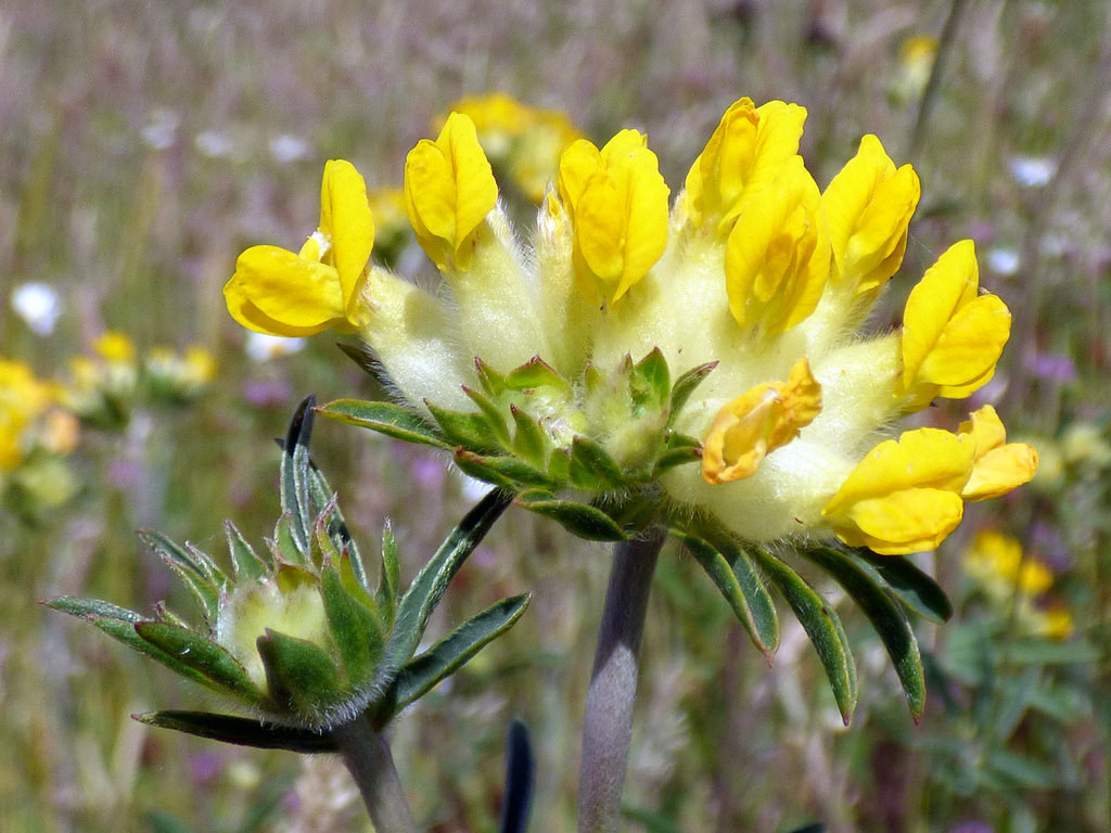 Kidney vetch | Puya