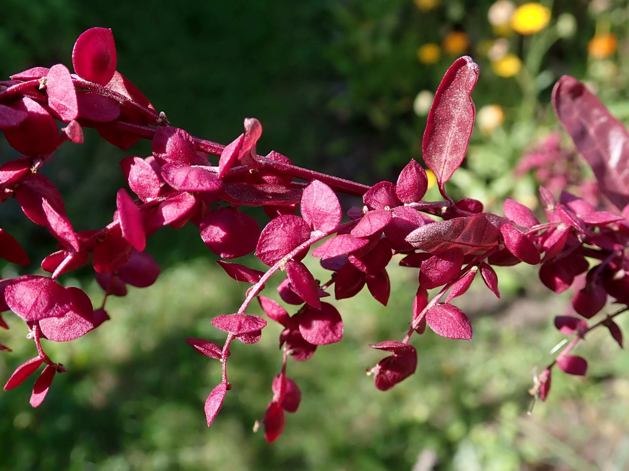 Atriplex Hortensis Rubra | Puya