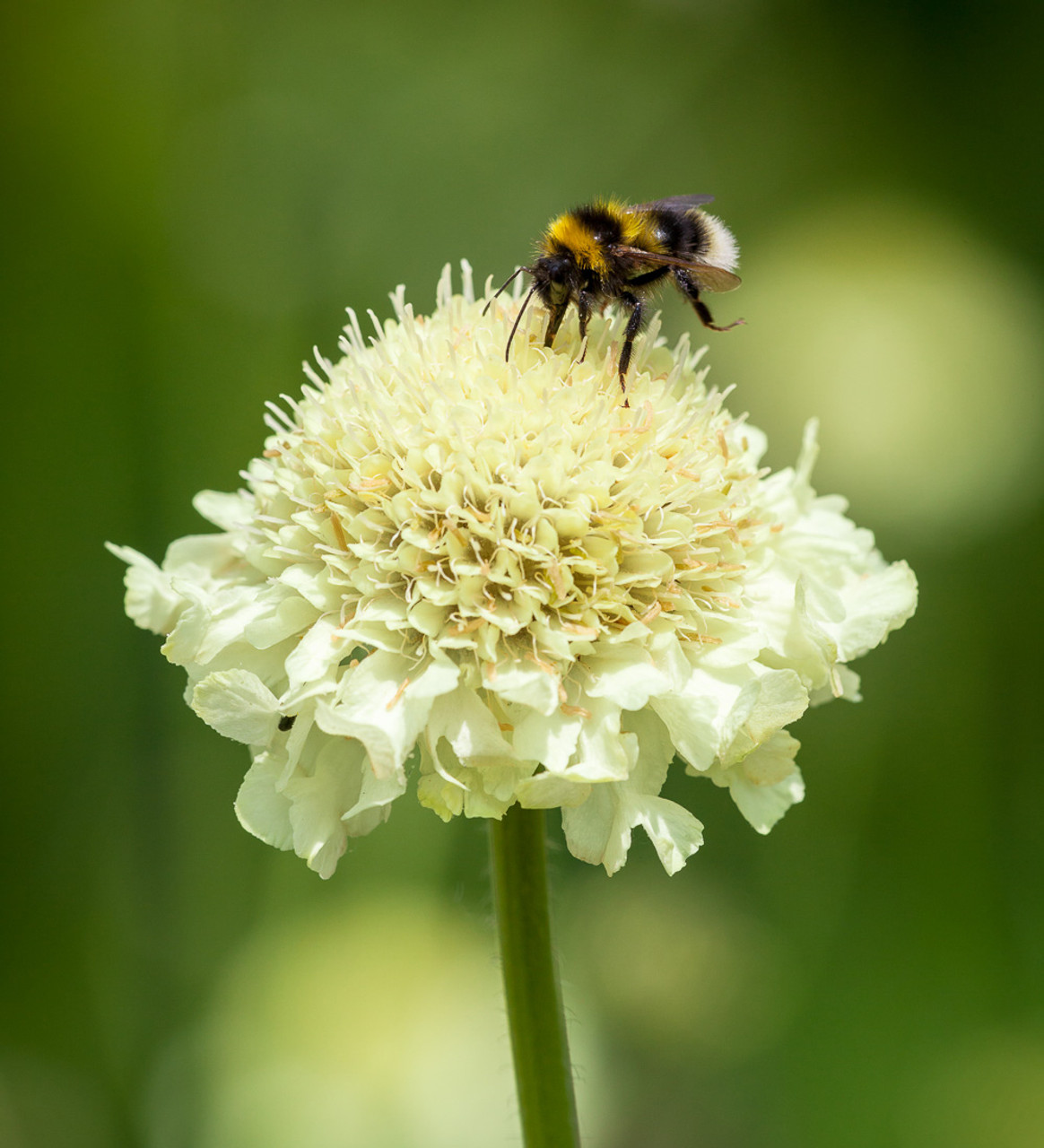 Cephalaria Gigantea | Puya